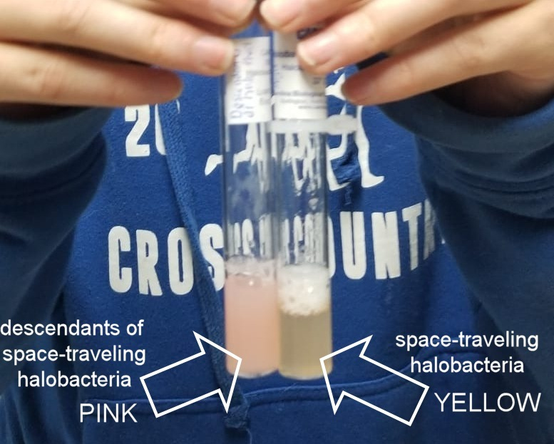 Halobacteria Change Color When They Touch Space | Spaceweather.com