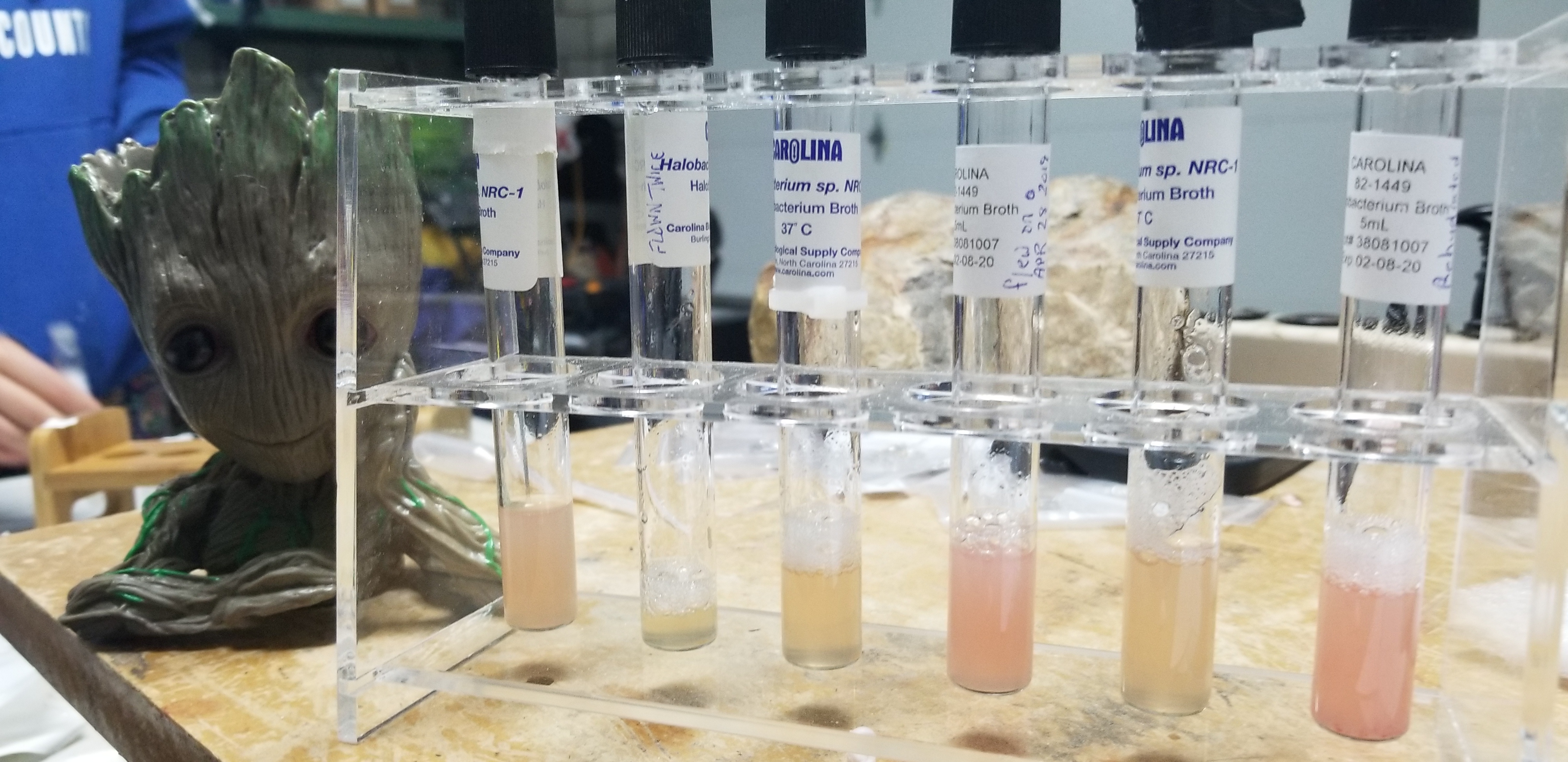 Halobacteria Change Color When They Touch Space | Spaceweather.com