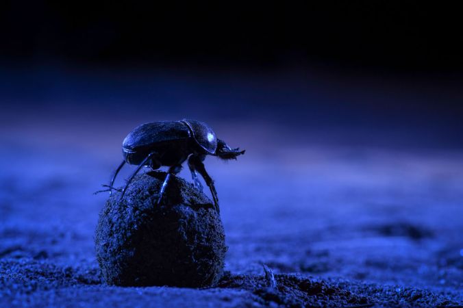 Dung Beetles Navigate Using the Milky Way — New Results | Spaceweather.com